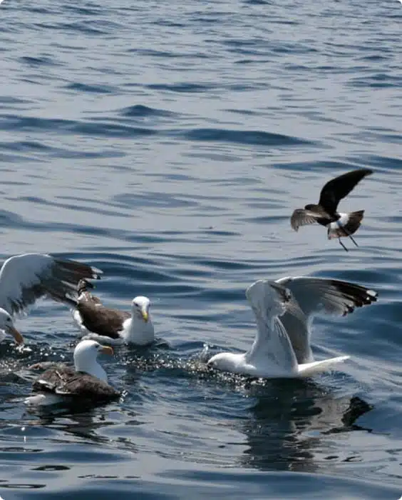 Safe Harbor Wentworth by the Sea - Safe Harbor Marinas